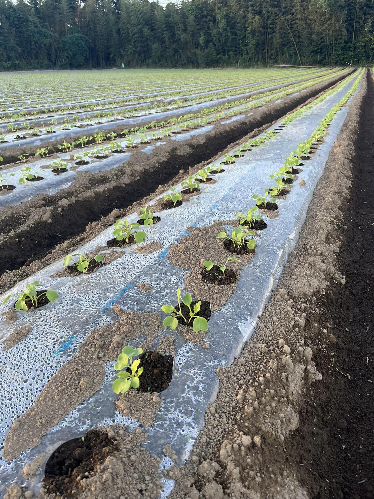 大根の種まき、間引きが始まりました。 - 道本食品